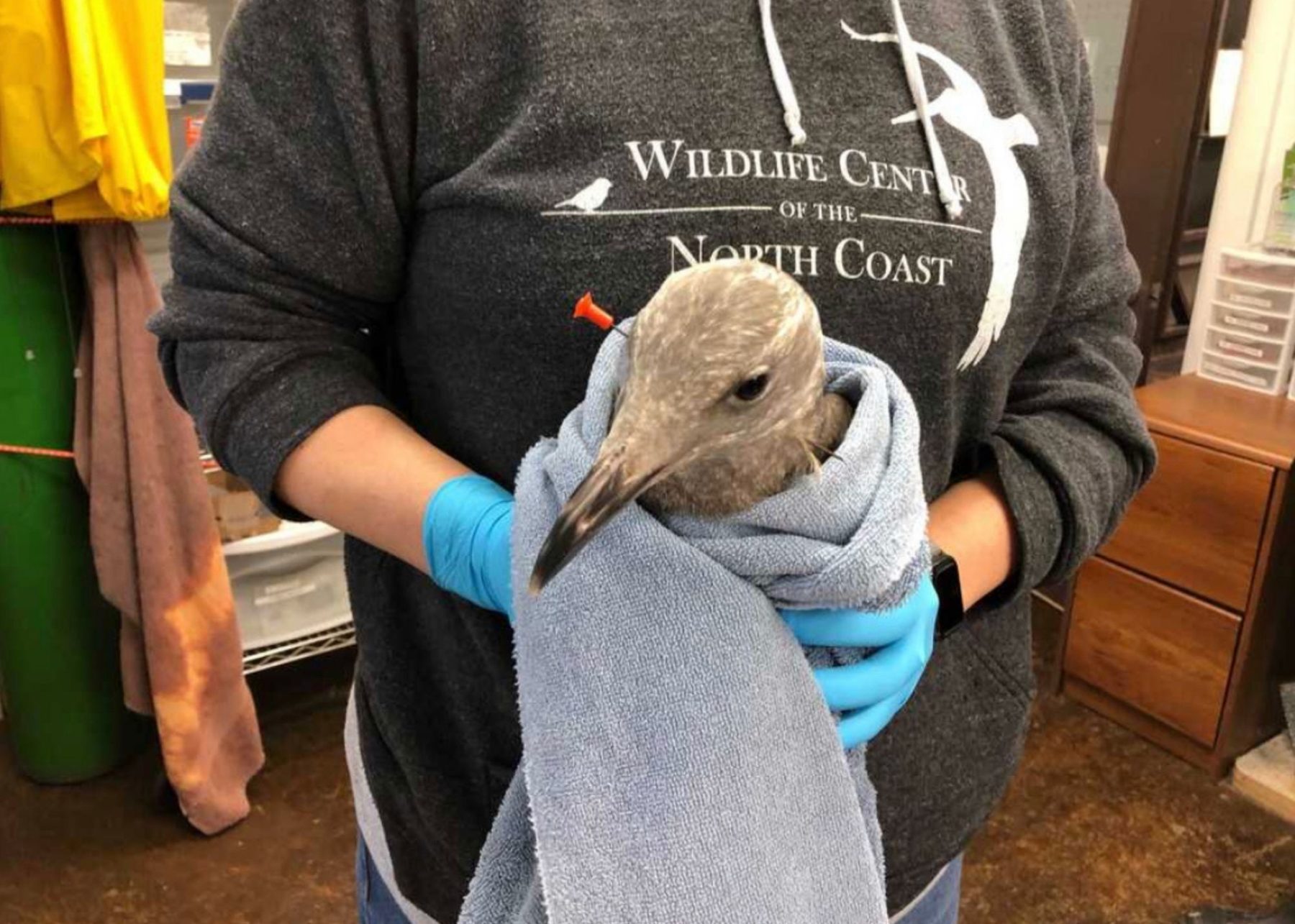 Wildlife Rescue • Wildlife Center Of The North Coast